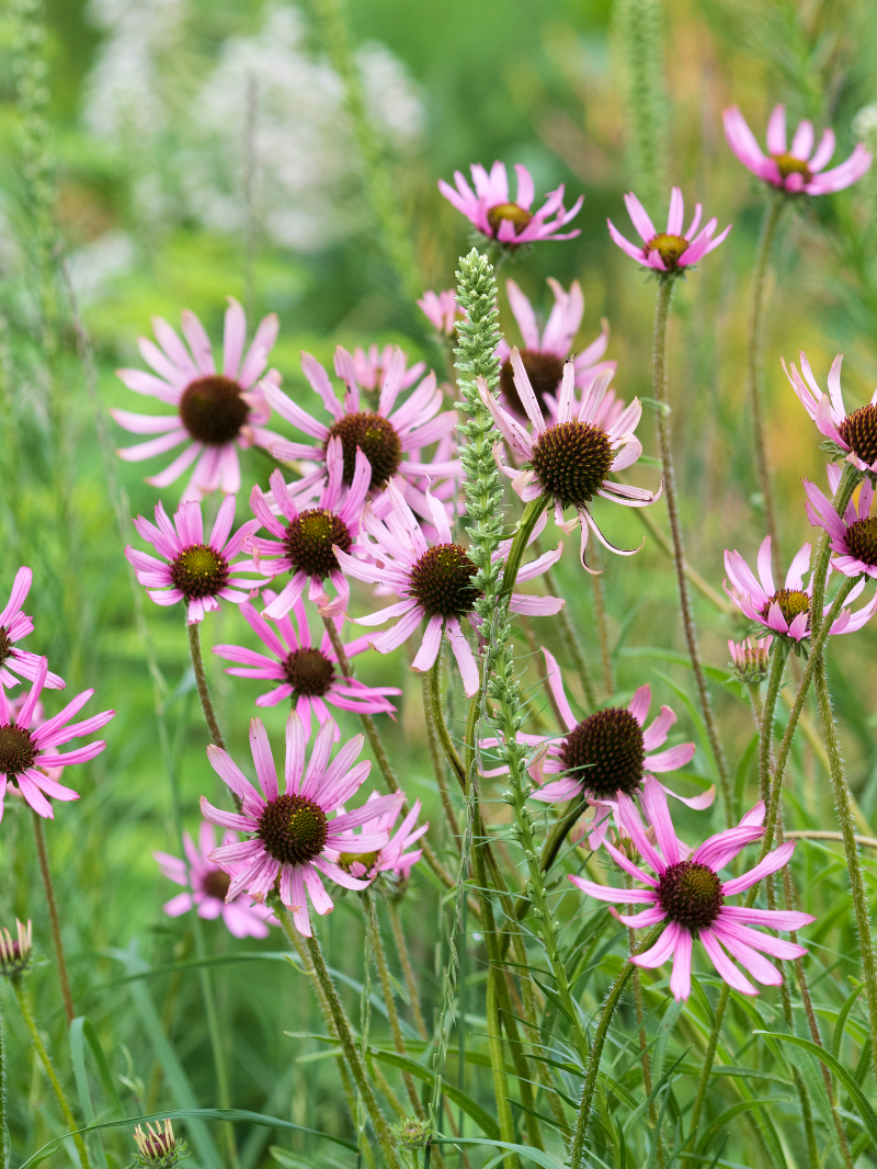 Featured Plant: Coneflower - blog.thoseplantladies.com