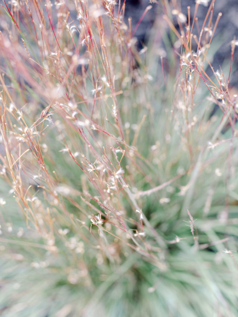 Landscape Plant Selection for the Neutral Plant Lady - blog ...